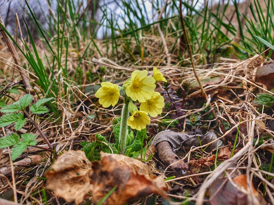 Marcowe pstrągi z Dunajca – Fly Fishing in Poland