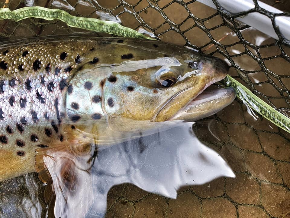 Marcowe pstrągi z Dunajca – Fly Fishing in Poland