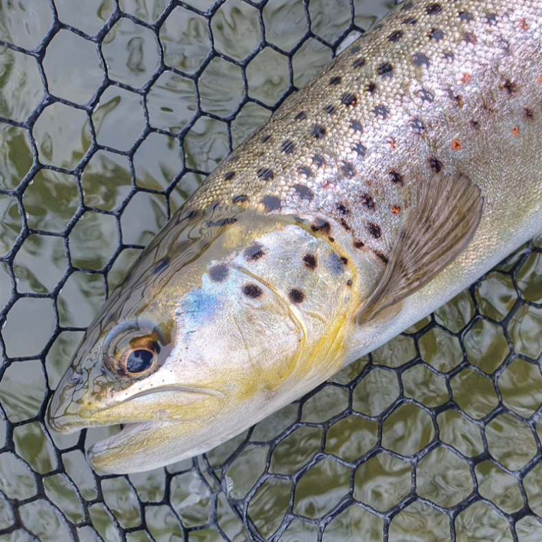 PL - Fly Fishing Poland